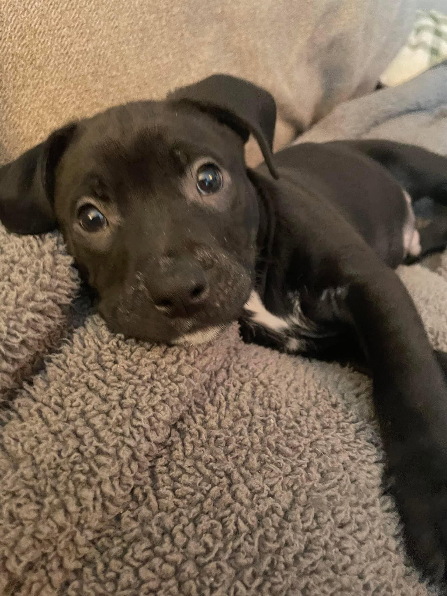 Dog for Adoption - Low Rider, a American Pit Bull Terrier in Shawnee ...