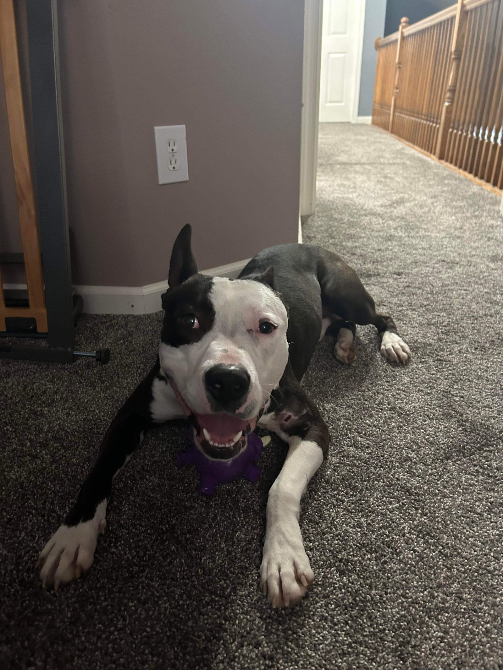 Dog for Adoption - Duke, a American Pit Bull Terrier in Taylor Mill, KY ...