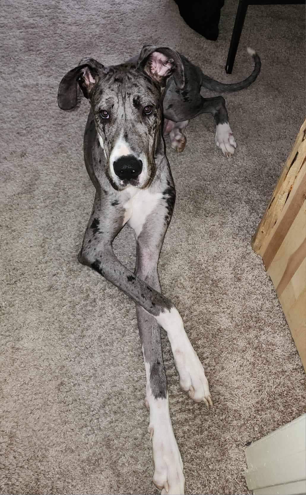 Dog for Adoption - Zeus, a Great Dane in Warren County, OH | Alpha Paw