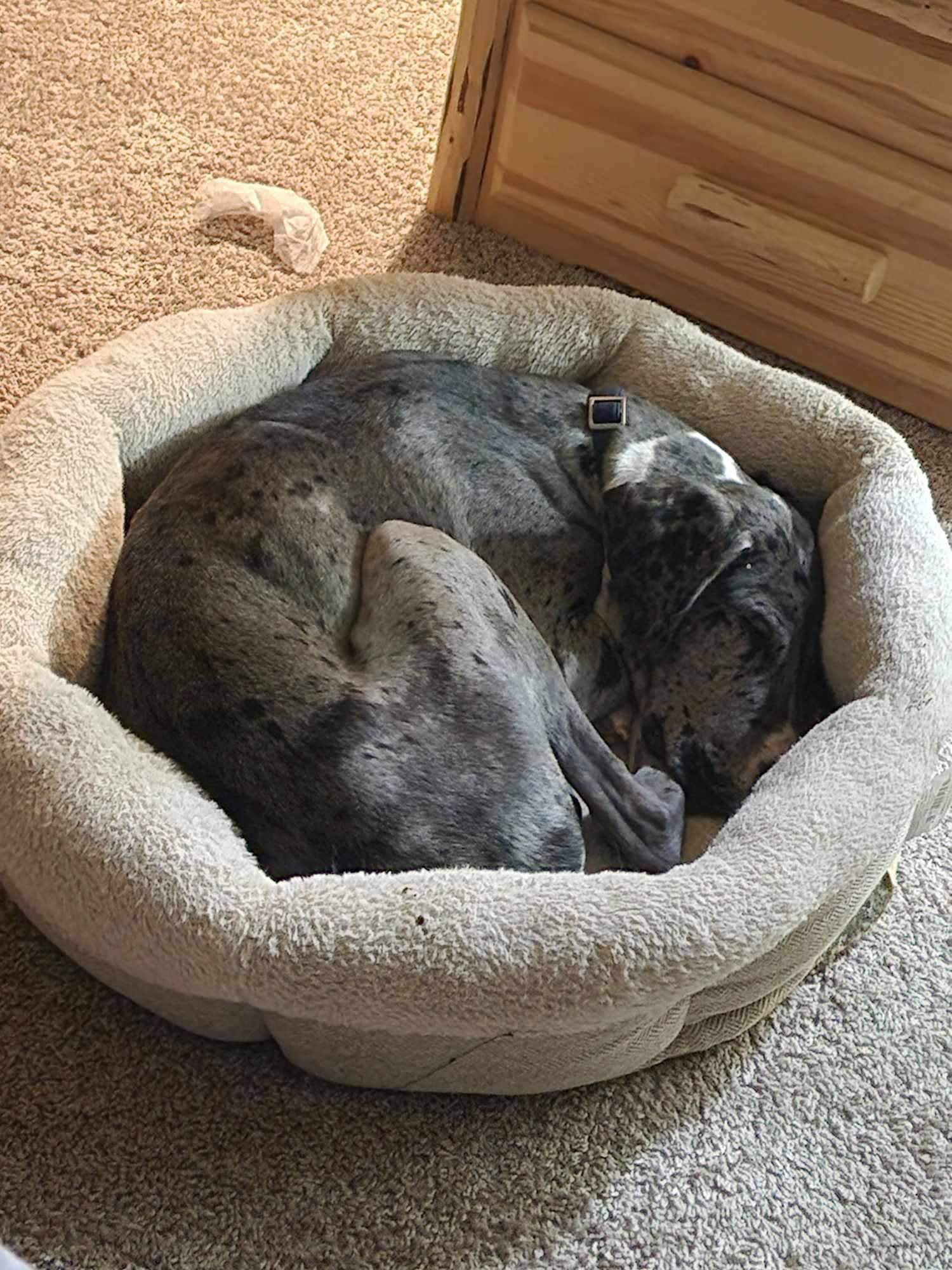 Dog for Adoption - Zeus, a Great Dane in Mason, OH | Alpha Paw