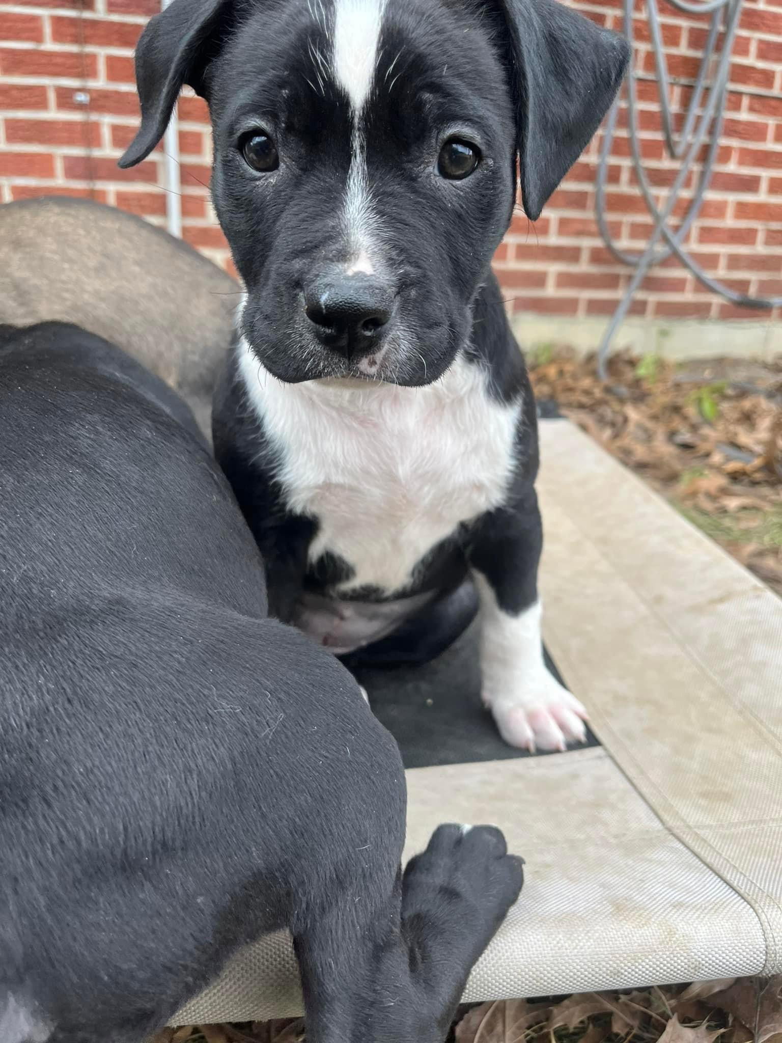 Dog for Adoption - Pearl, a American Pit Bull Terrier in Dayton, OH ...