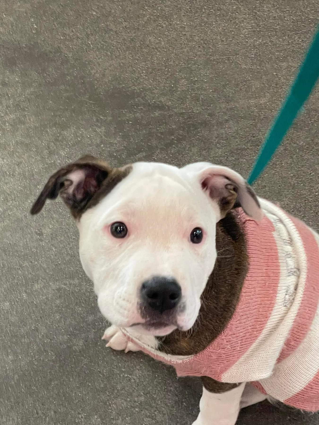 Dog for Adoption - Carmella, a American Pit Bull Terrier in Warren ...