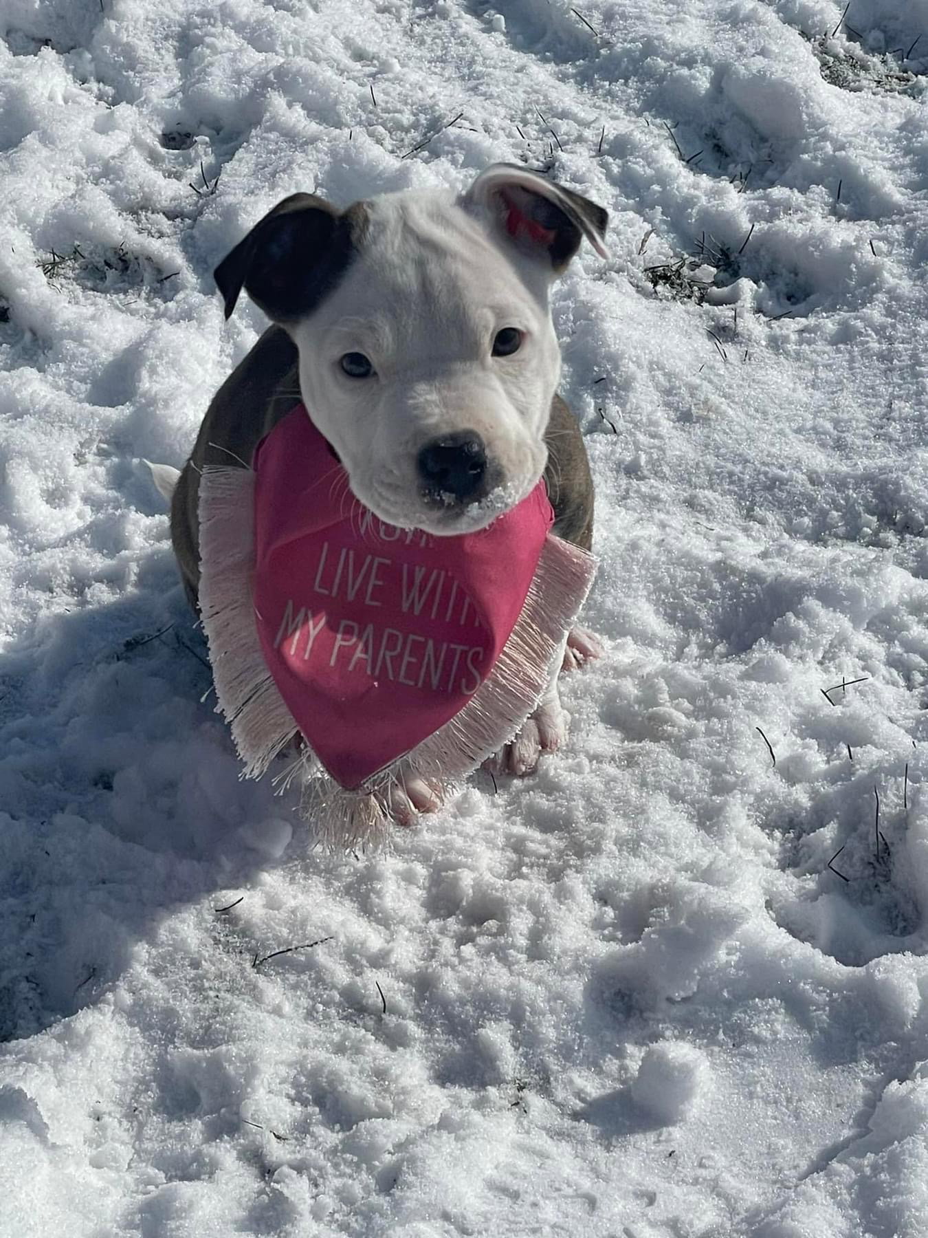 Dog for Adoption - Carmella, a American Pit Bull Terrier in Warren ...