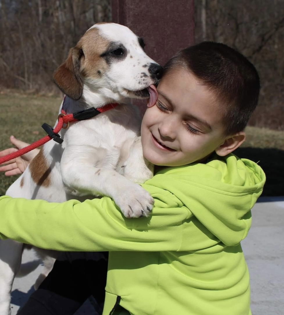Dog for Adoption - Bohman, a Hound in Winchester, IN | Alpha Paw