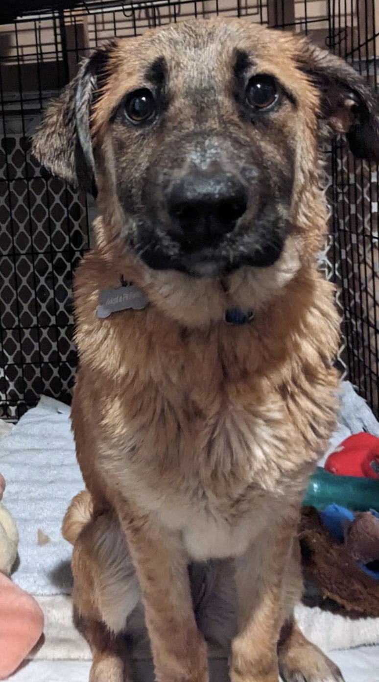 Preble County Animal Shelter