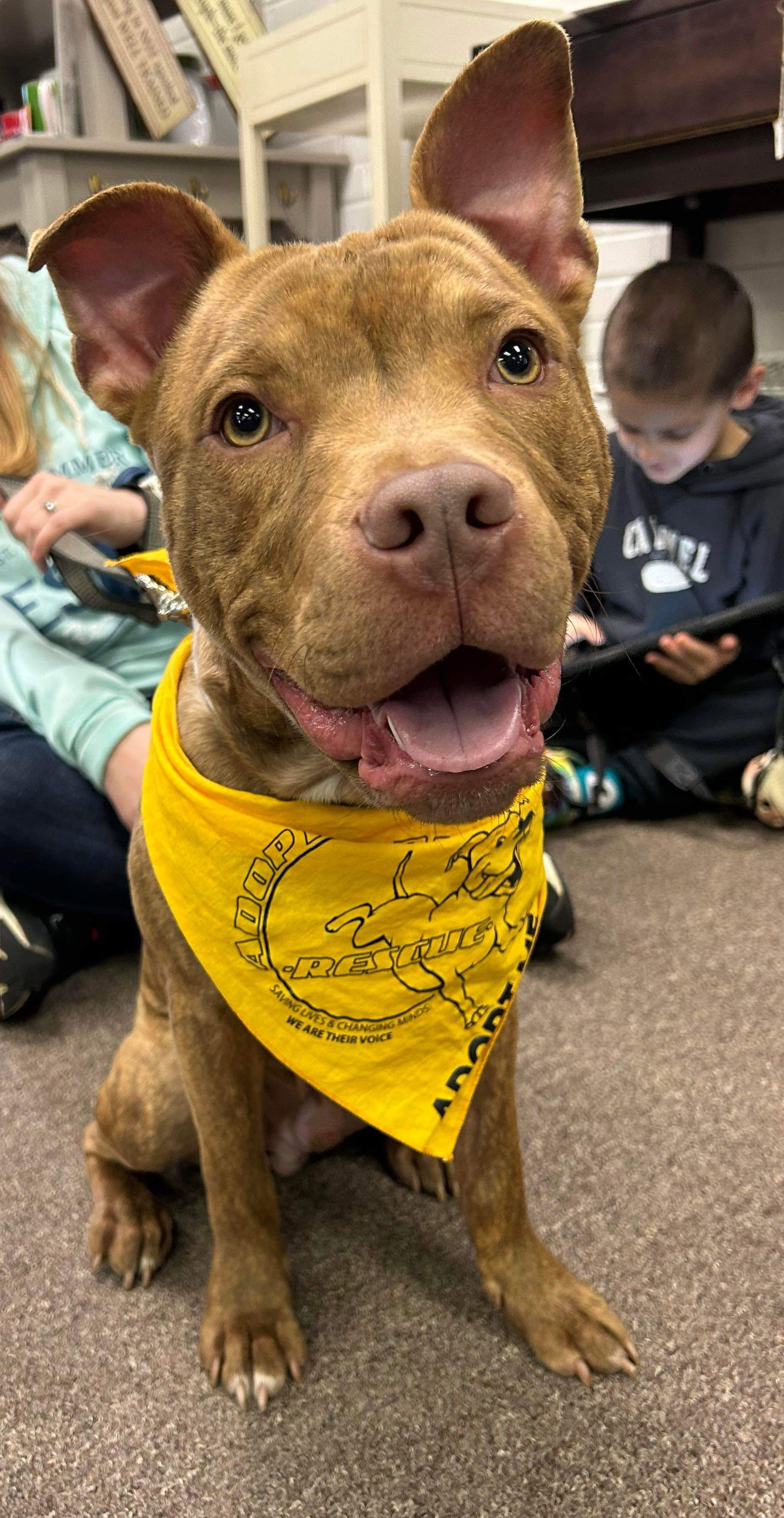 Dog for Adoption - Boone, a American Pit Bull Terrier in Springfield ...