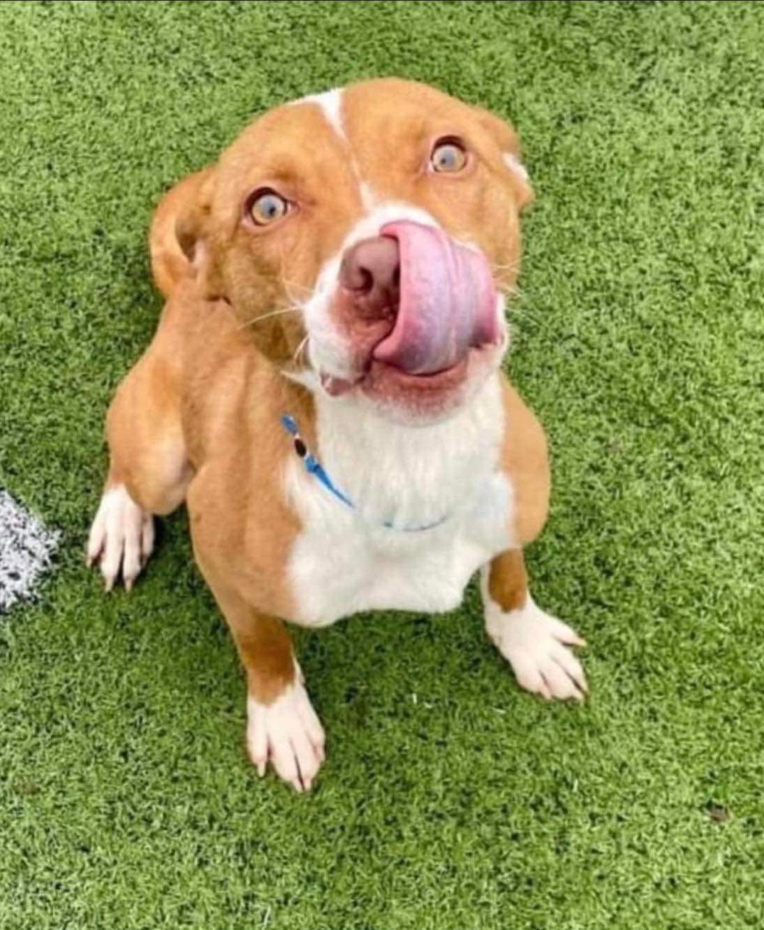 Dog for Adoption - Jackson Morgan, a American Pit Bull Terrier in Park ...