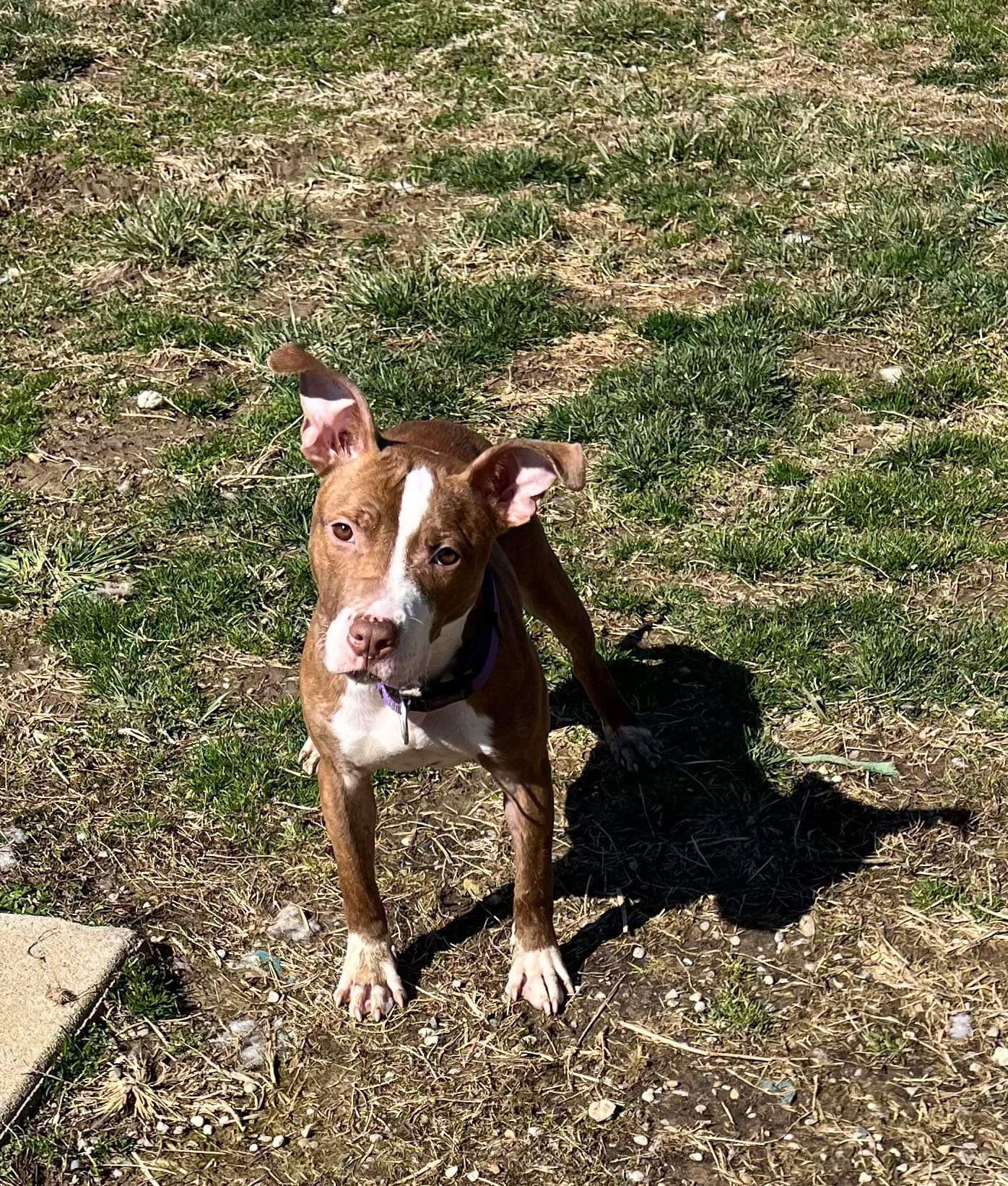 Dog for Adoption - Buffy, a American Pit Bull Terrier in Cleves, OH ...