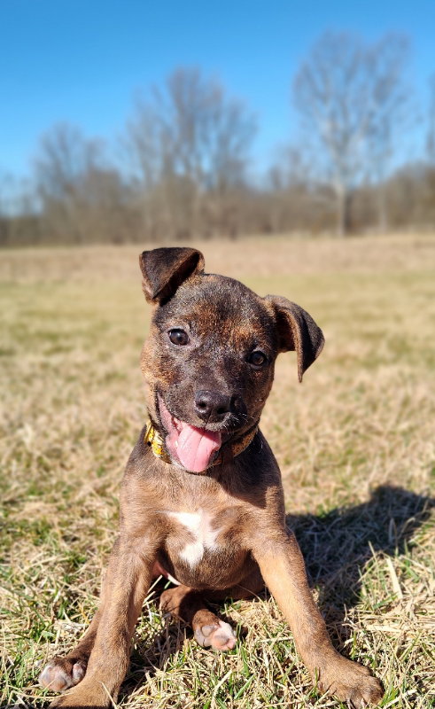 Dog for Adoption - Kindle, a American Pit Bull Terrier in Loveland, OH ...