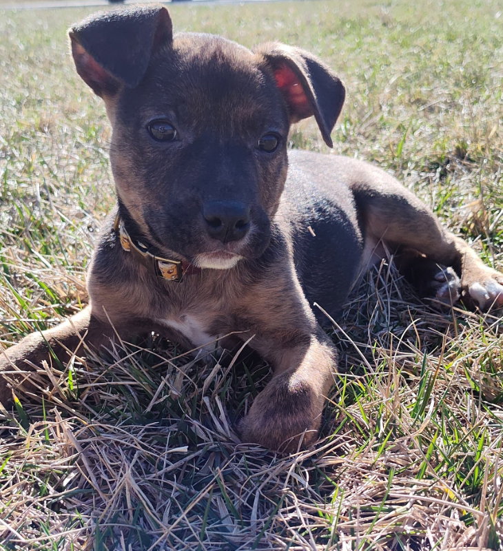 Dog for Adoption - Kindle, a American Pit Bull Terrier in Loveland, OH ...
