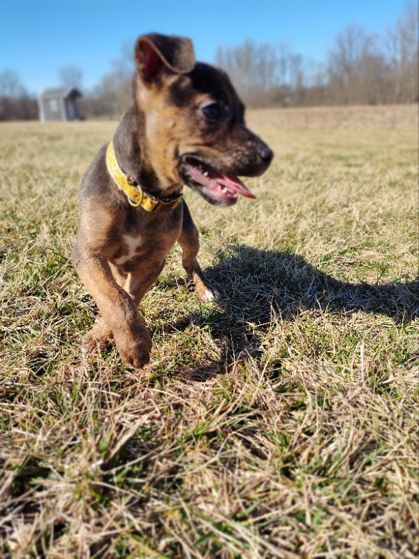 Dog for Adoption - Kindle, a American Pit Bull Terrier in Loveland, OH ...