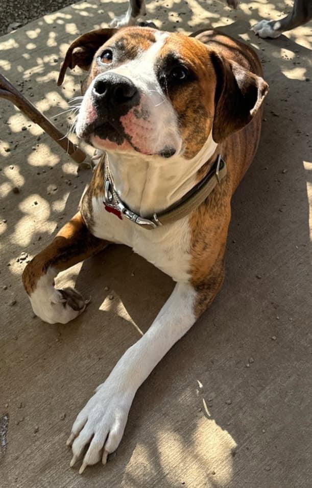 Dog for Adoption - Tip, a American Pit Bull Terrier in Mount Healthy ...