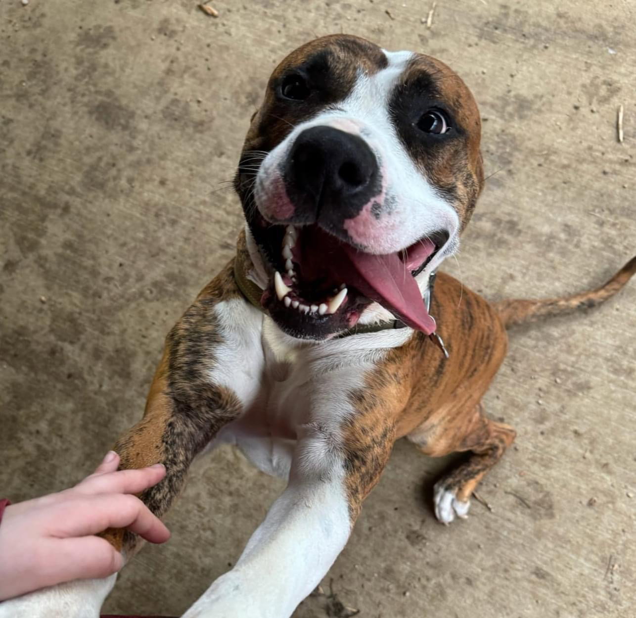 Dog for Adoption - Tip, a American Pit Bull Terrier in Clayton, OH ...