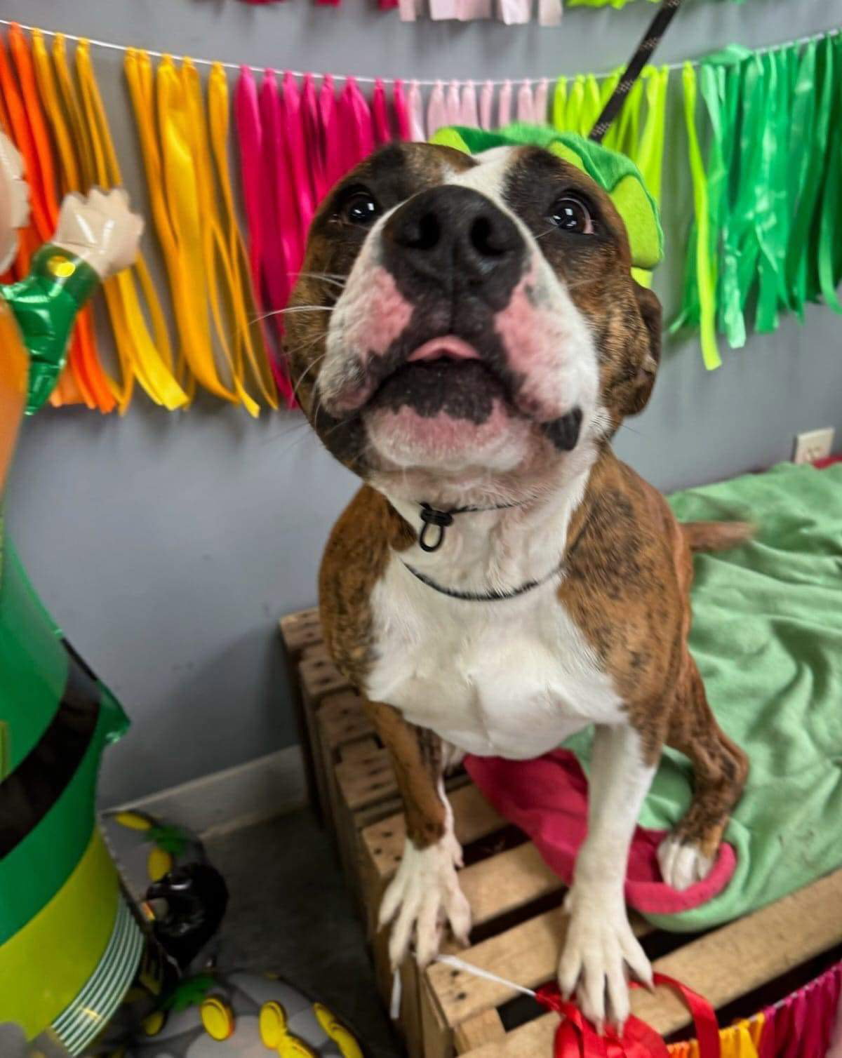 Dog for Adoption - Tip, a American Pit Bull Terrier in Clayton, OH ...