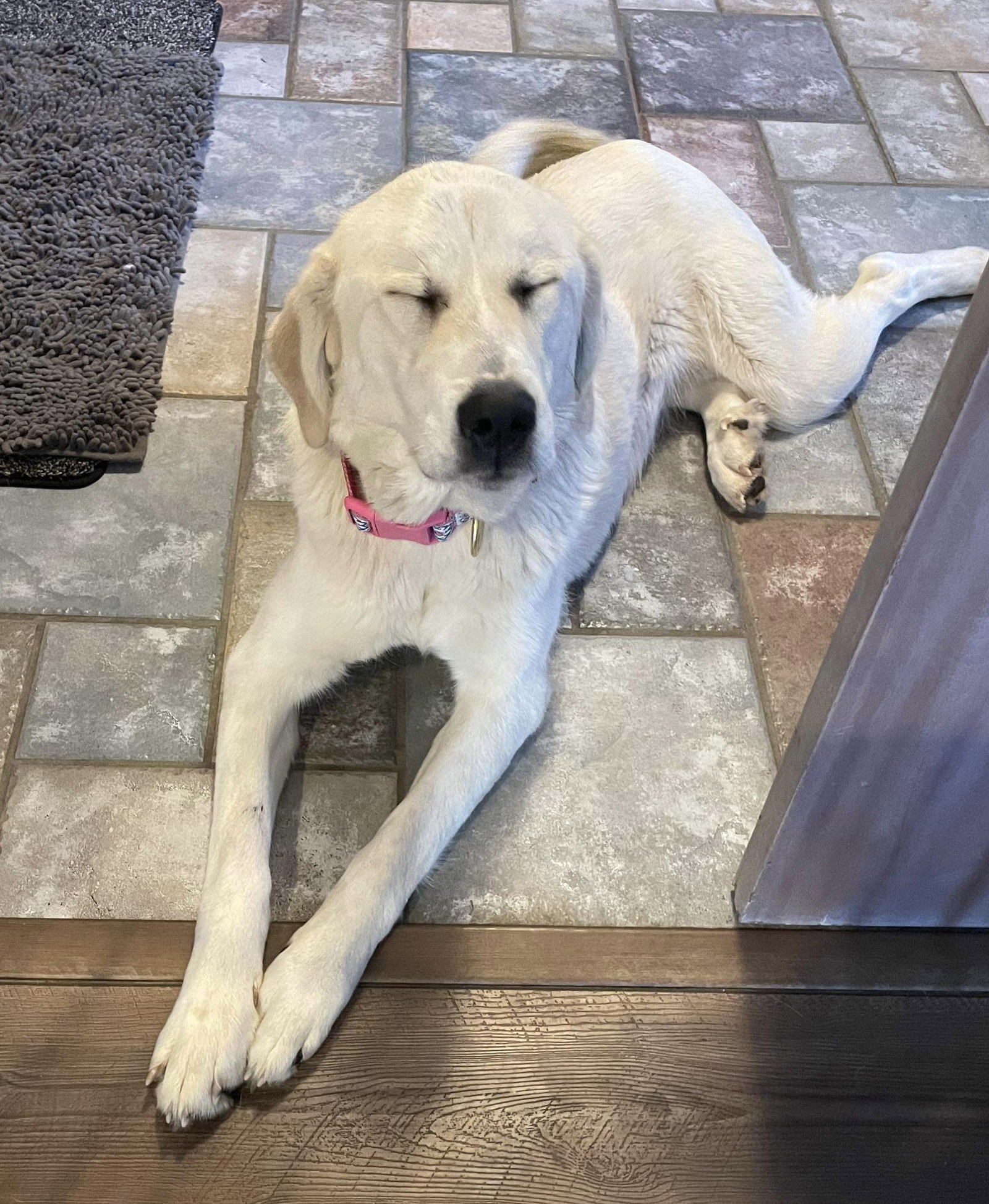 Dog for Adoption - Guinevere, a Golden Retriever in Troy, OH | Alpha Paw