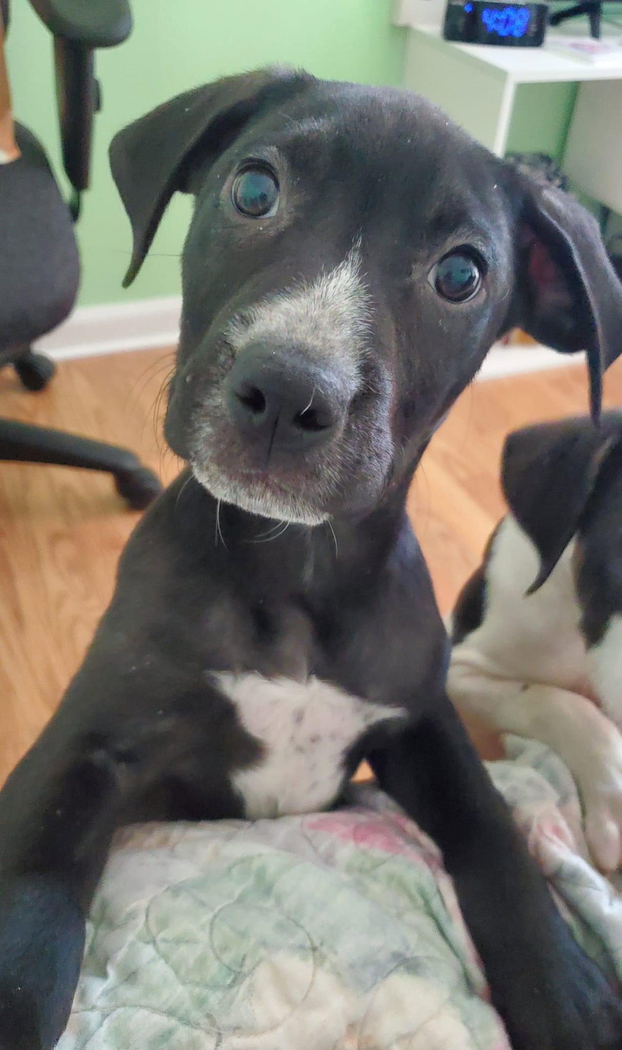 Dog for Adoption - Logen, a Hound in Preble County, OH | Alpha Paw