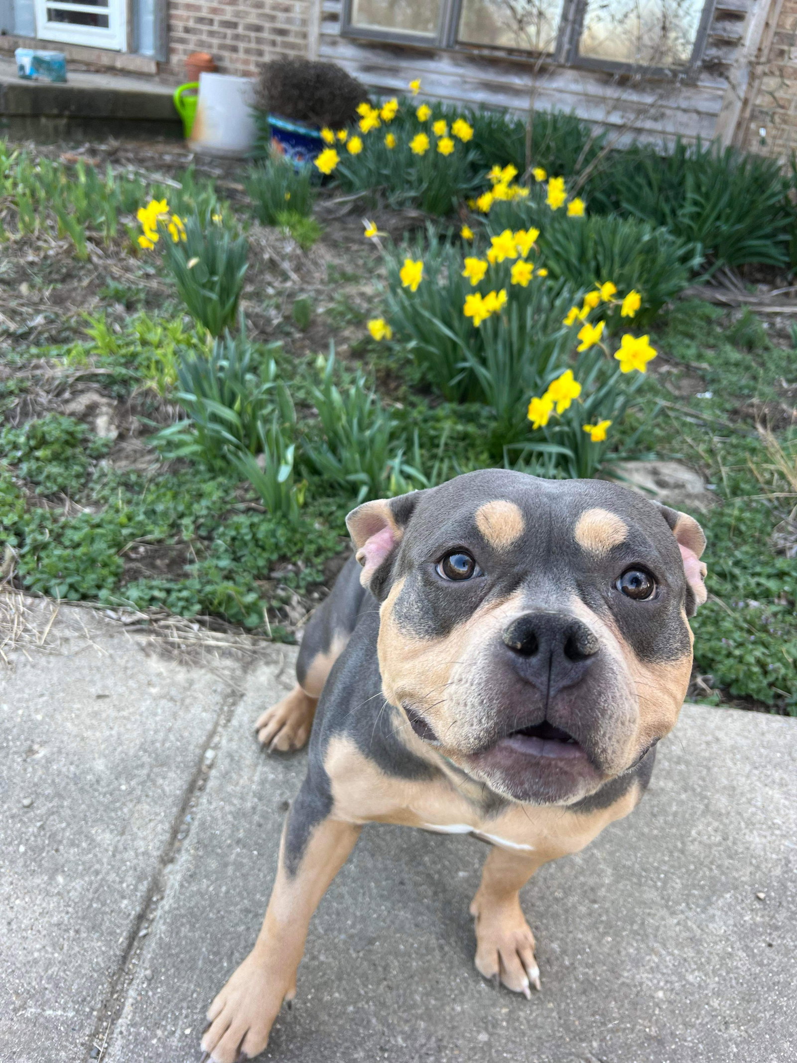 Dog for Adoption - Hazelnut, a American Pit Bull Terrier in Madeira, OH ...