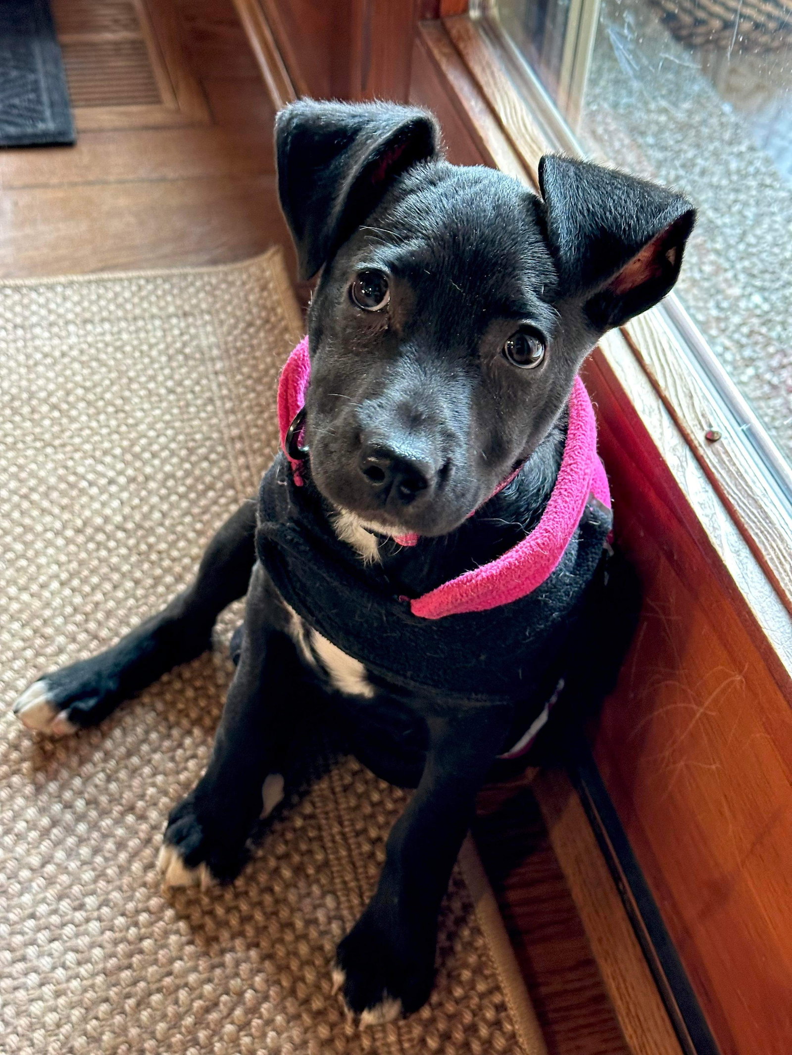 Dog for Adoption - Tiny Dinky Daffy, a Labrador Retriever in Mount ...