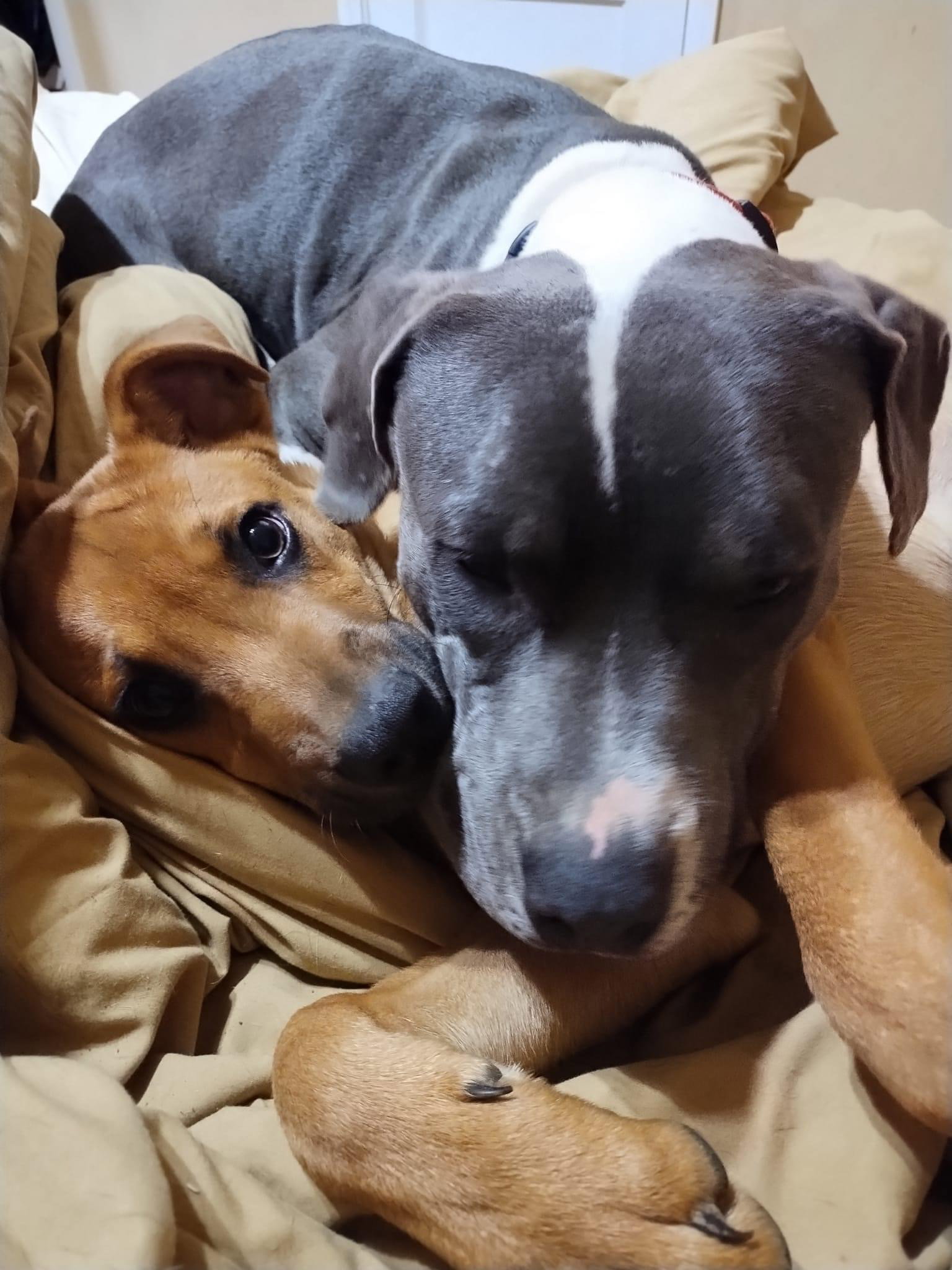 Dog for Adoption - Axel Rose, a Boxer in Lewisburg, OH | Alpha Paw