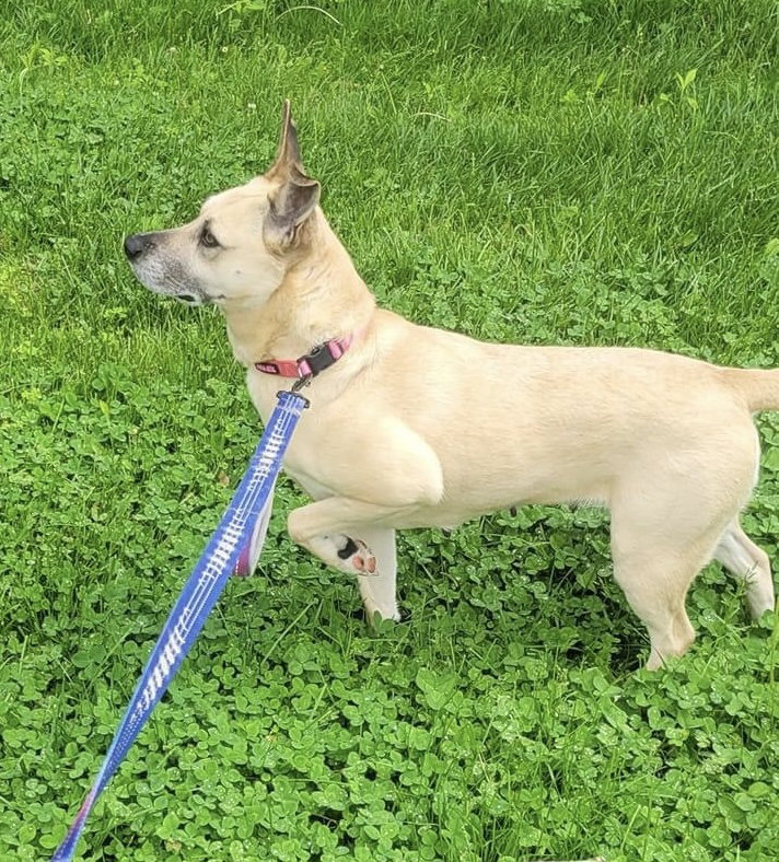 Dog for Adoption - Lea Lea, a Labrador Retriever in Batesville, IN ...