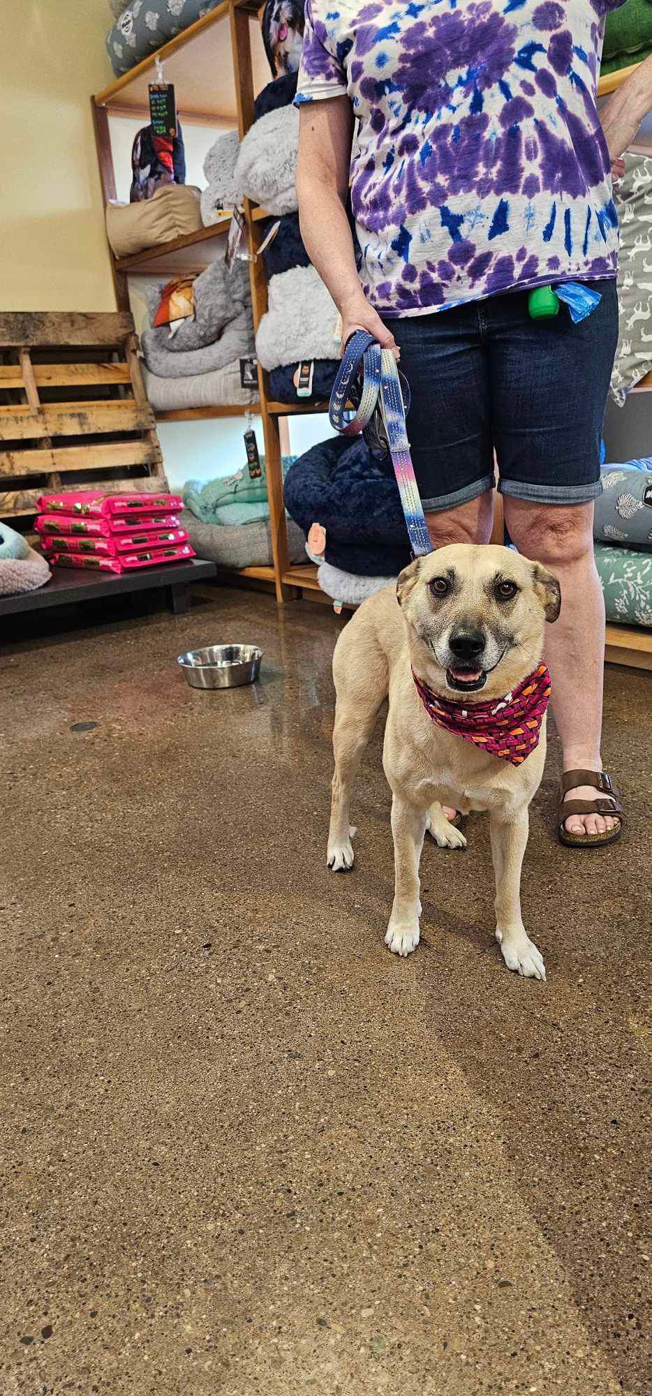 Dog for Adoption - Lea Lea, a Labrador Retriever in Batesville, IN ...