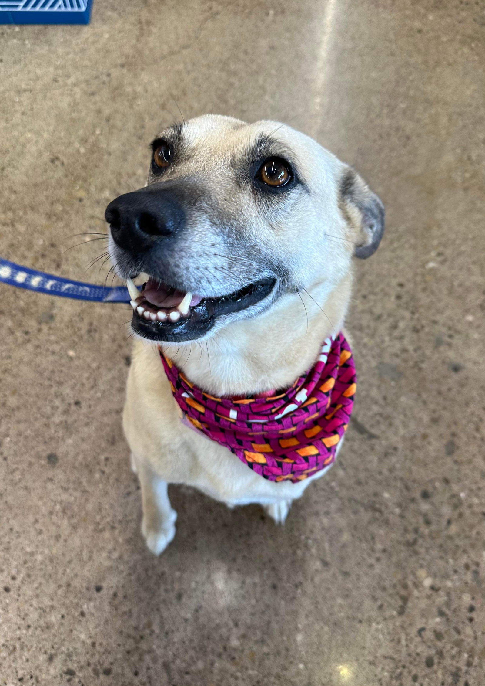 Dog for Adoption - Lea Lea, a Labrador Retriever in Batesville, IN ...