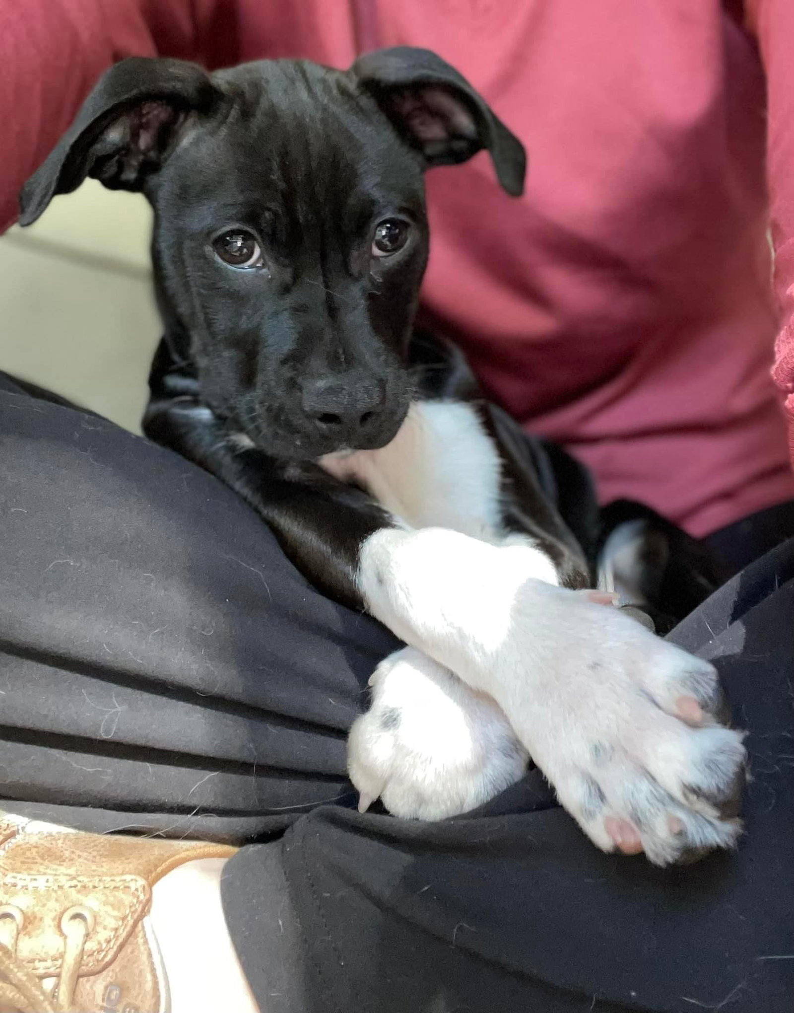 Dog for Adoption - Bootsy Collins, a Chihuahua in Batesville, IN ...