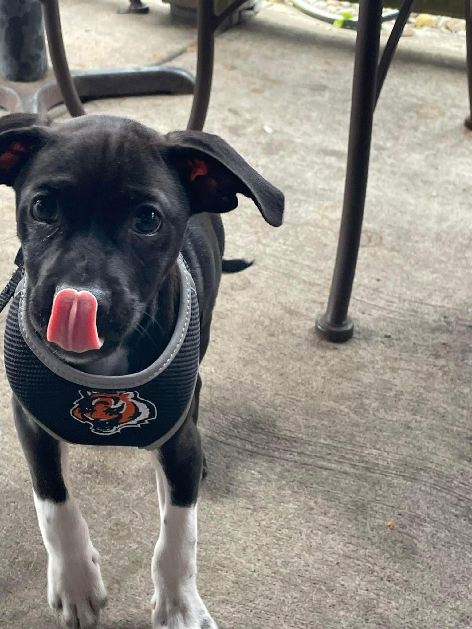 Dog for Adoption - Bootsy Collins, a Chihuahua in Batesville, IN ...