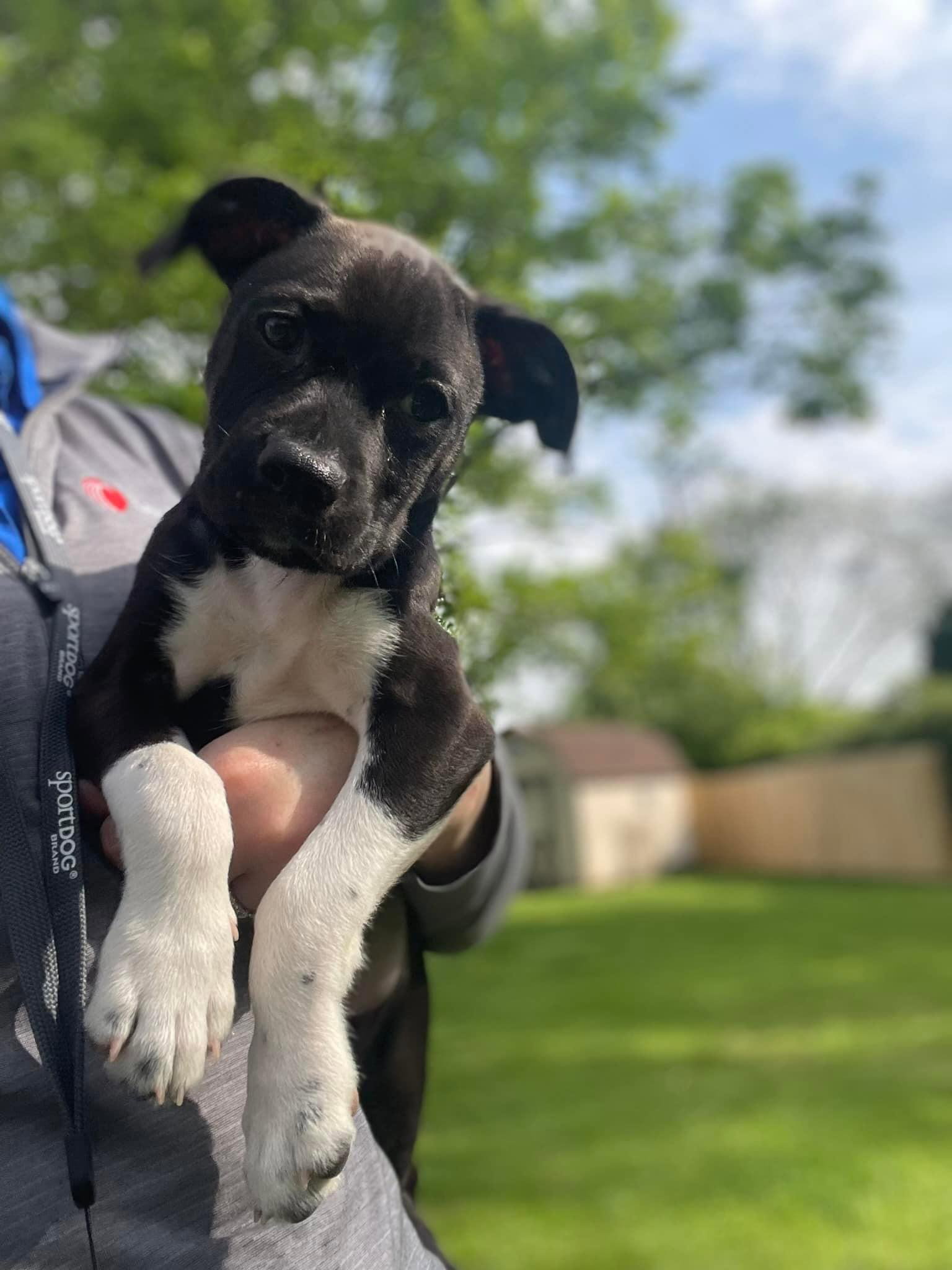 Dog for Adoption - Bootsy Collins, a Chihuahua in Batesville, IN ...