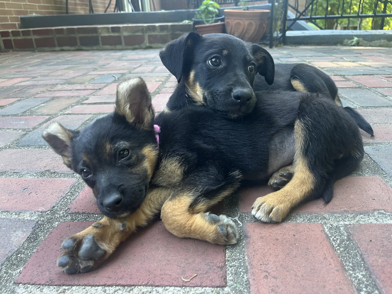 Dog for Adoption - Remi Ruby, a Shepherd in Goshen, OH | Alpha Paw
