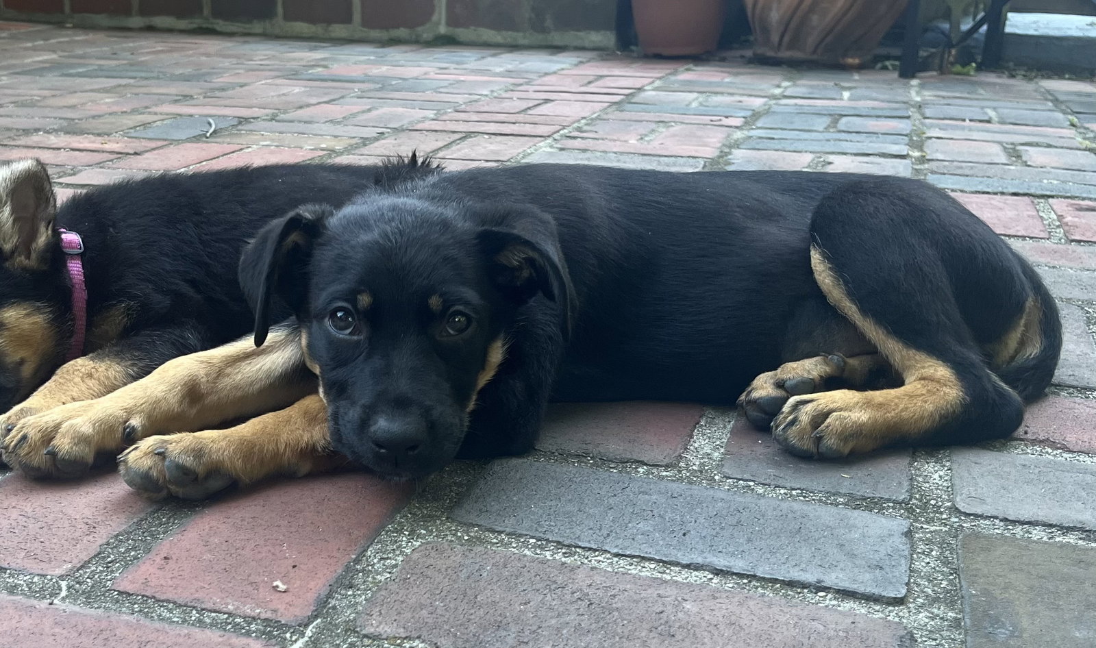 Dog for Adoption - Rosie Ruby, a Shepherd in The Village Of Indian Hill ...