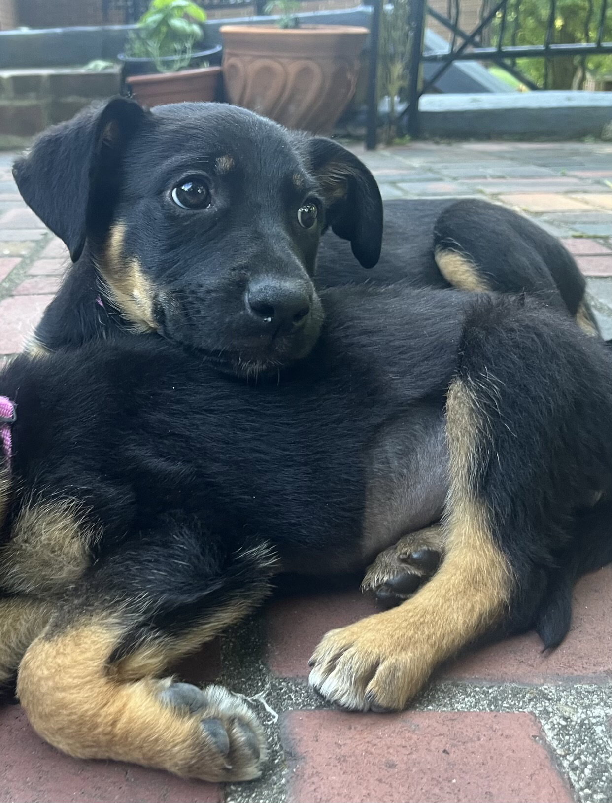 Dog for Adoption - Rosie Ruby, a Shepherd in The Village Of Indian Hill ...