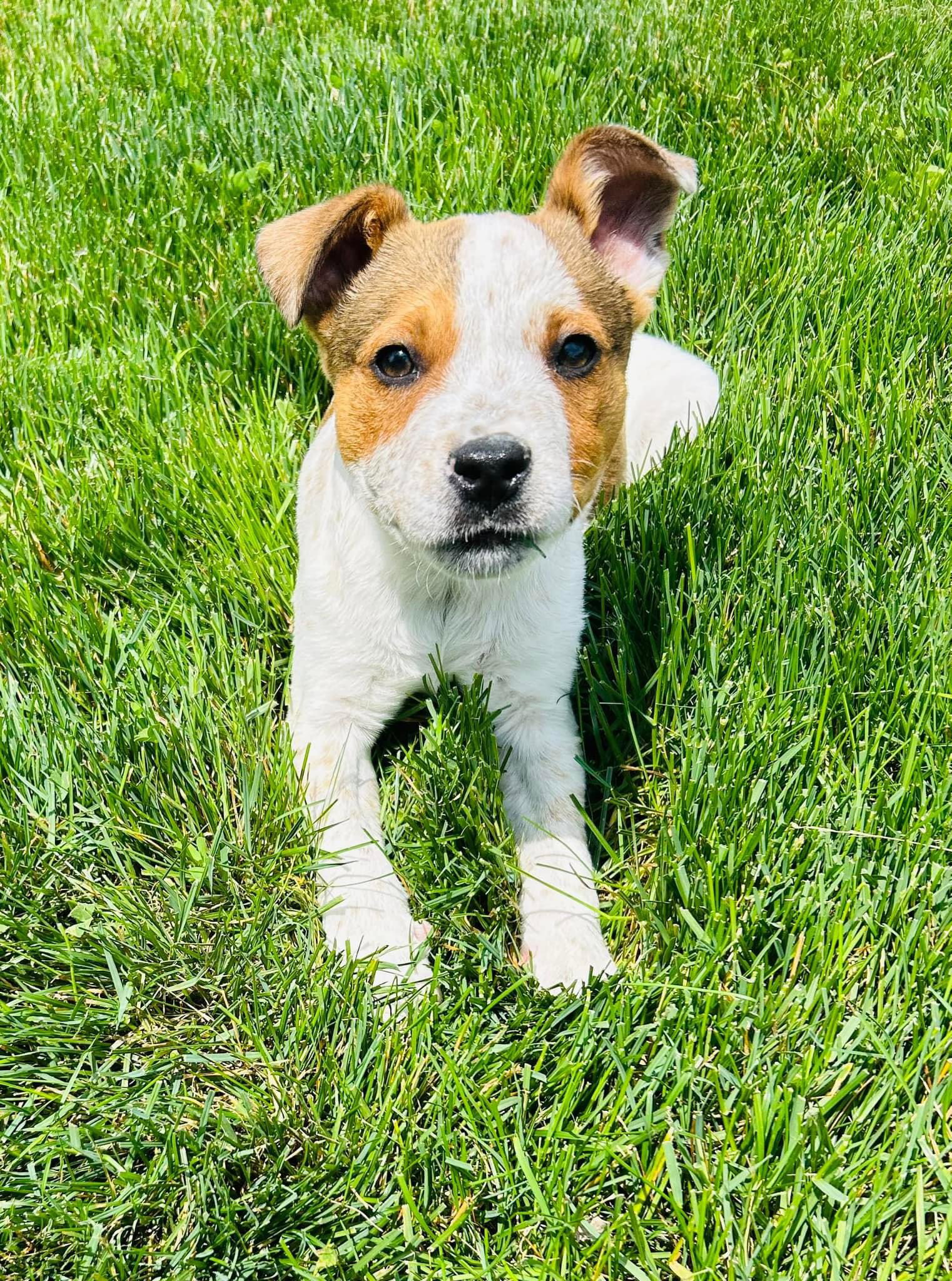 Dog for Adoption - Cowboy, a Cattle Dog in Lincoln Heights, OH | Alpha Paw
