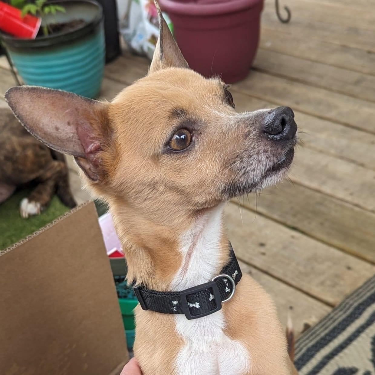 Dog for Adoption - Papi, a Chihuahua in The Village Of Indian Hill, OH ...