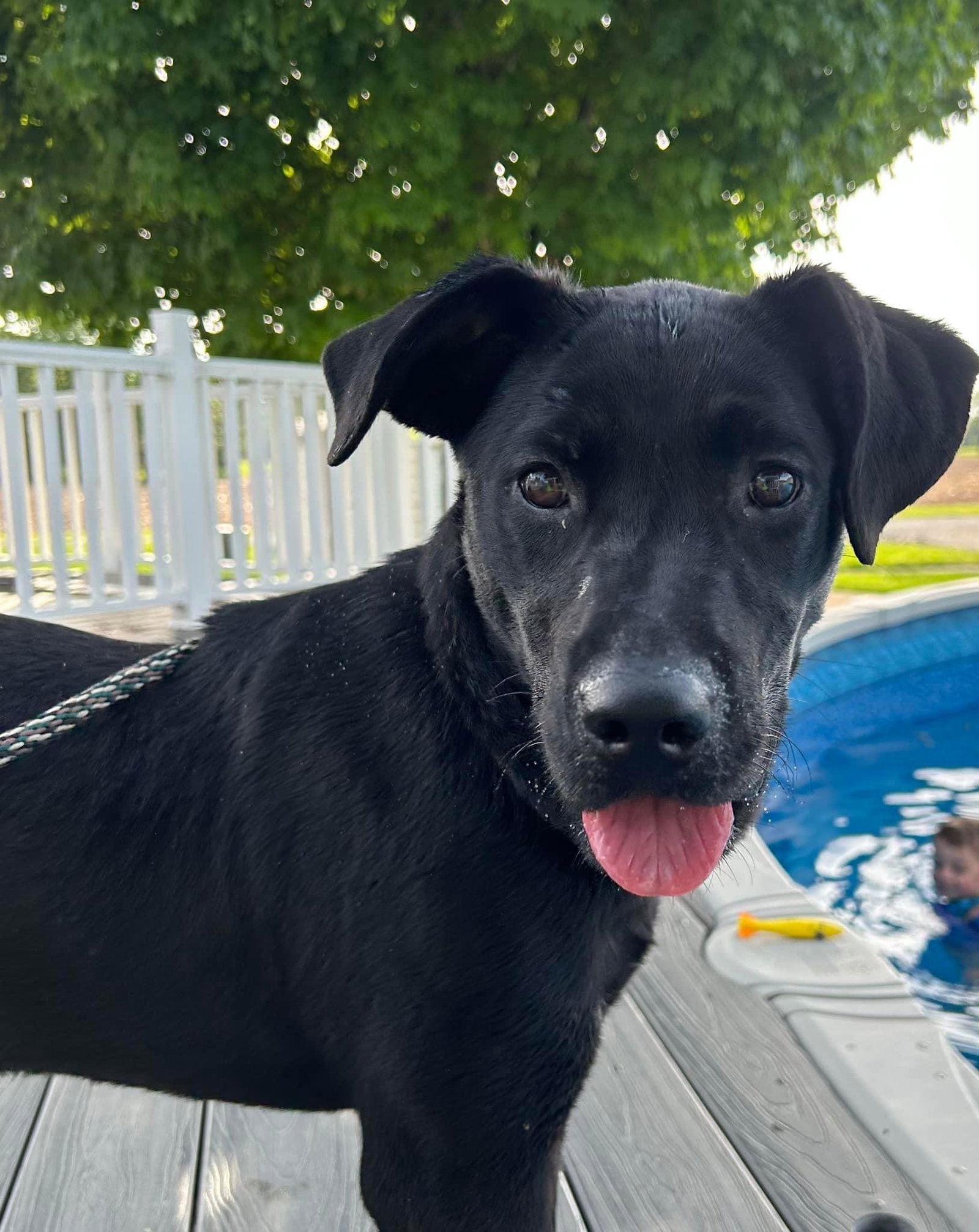 Dog for Adoption - Shayla, a Labrador Retriever in The Village Of ...