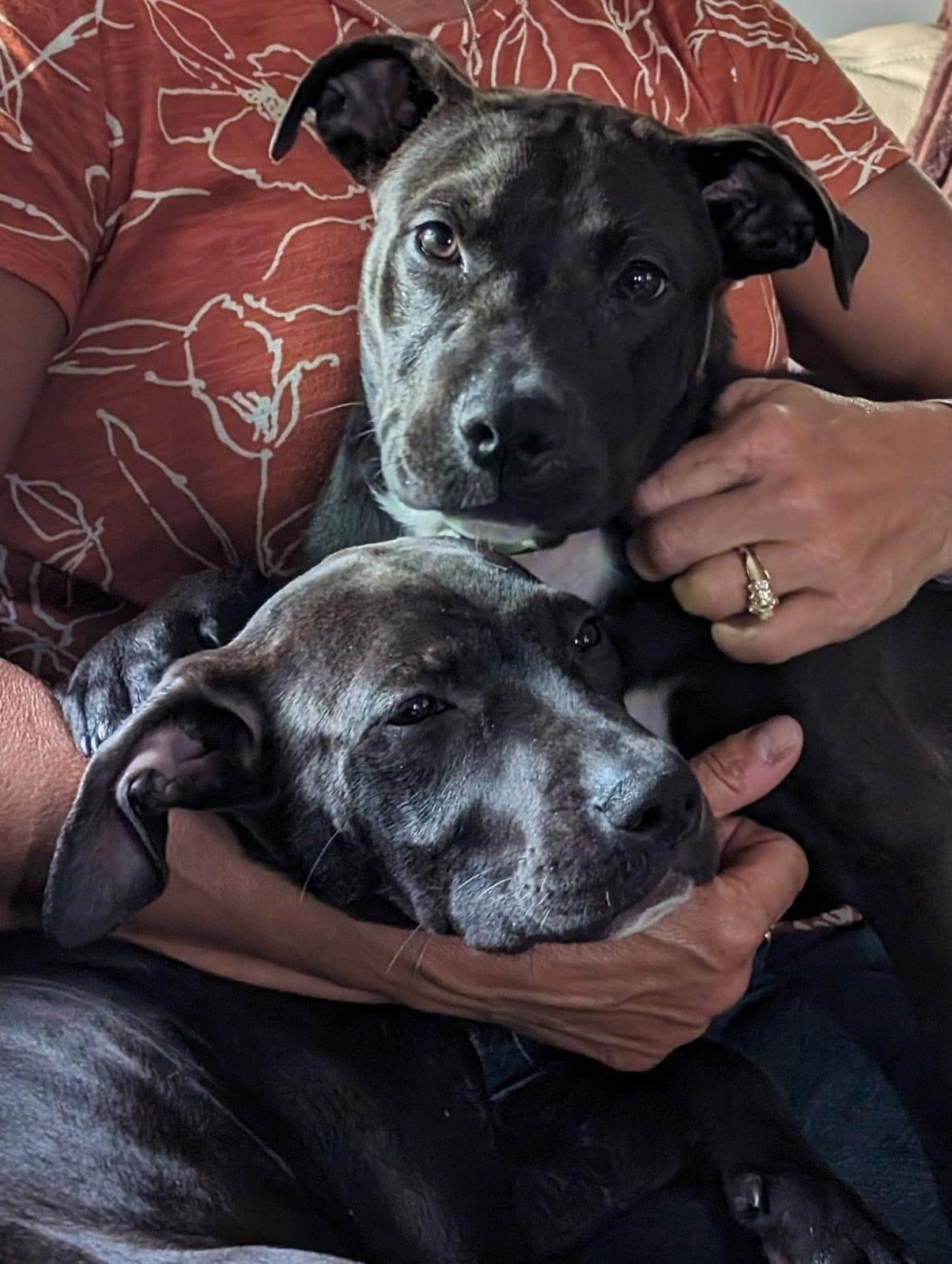 Dog for Adoption - Dolce, a American Pit Bull Terrier in Fairfield, OH ...