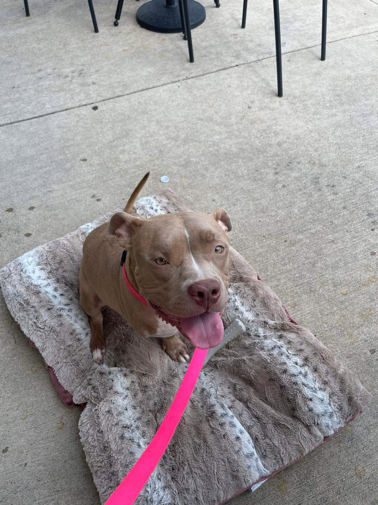 Dog for Adoption - Rosa, a American Pit Bull Terrier in Darke County ...