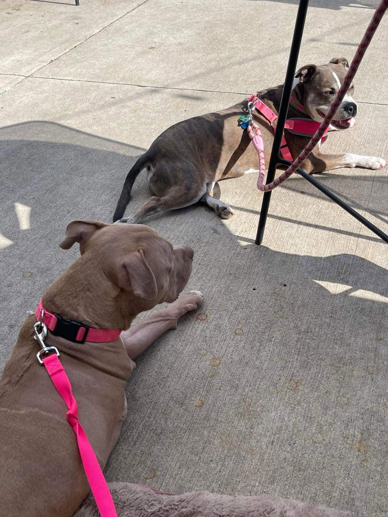 Dog for Adoption - Rosa, a American Pit Bull Terrier in Darke County ...