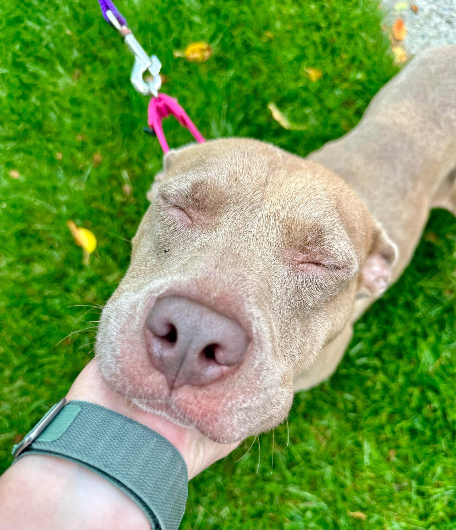 Dog for Adoption - Harmony, a American Pit Bull Terrier in Franklin ...