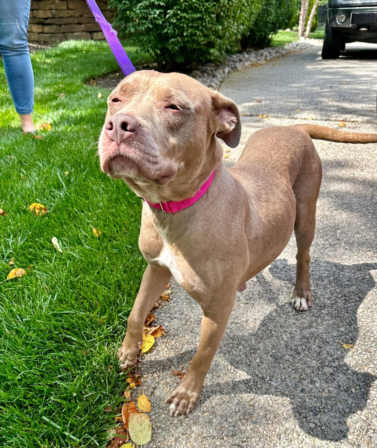 Dog for Adoption - Harmony, a American Pit Bull Terrier in Northridge ...