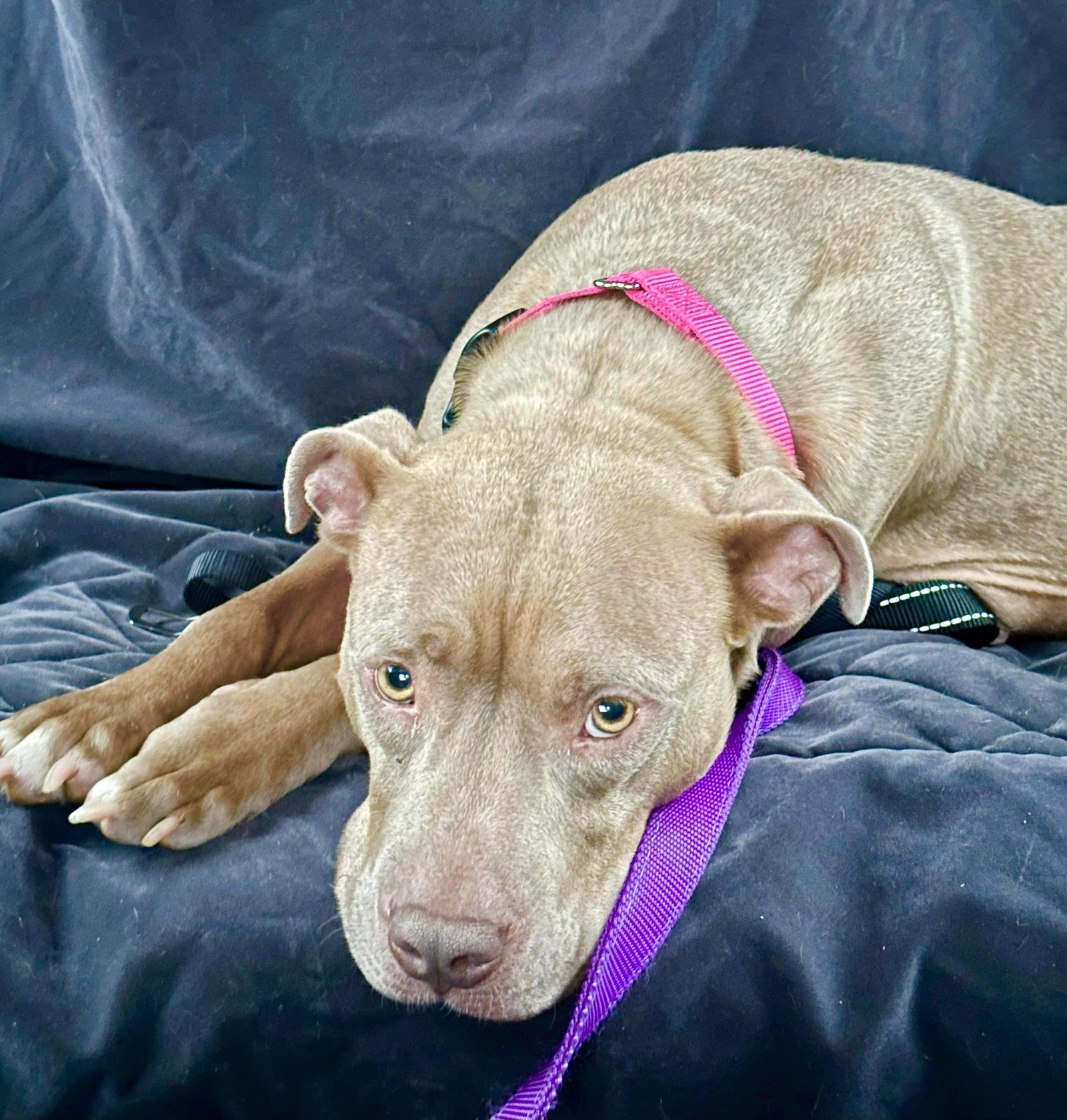 Dog for Adoption - Harmony, a American Pit Bull Terrier in Franklin ...