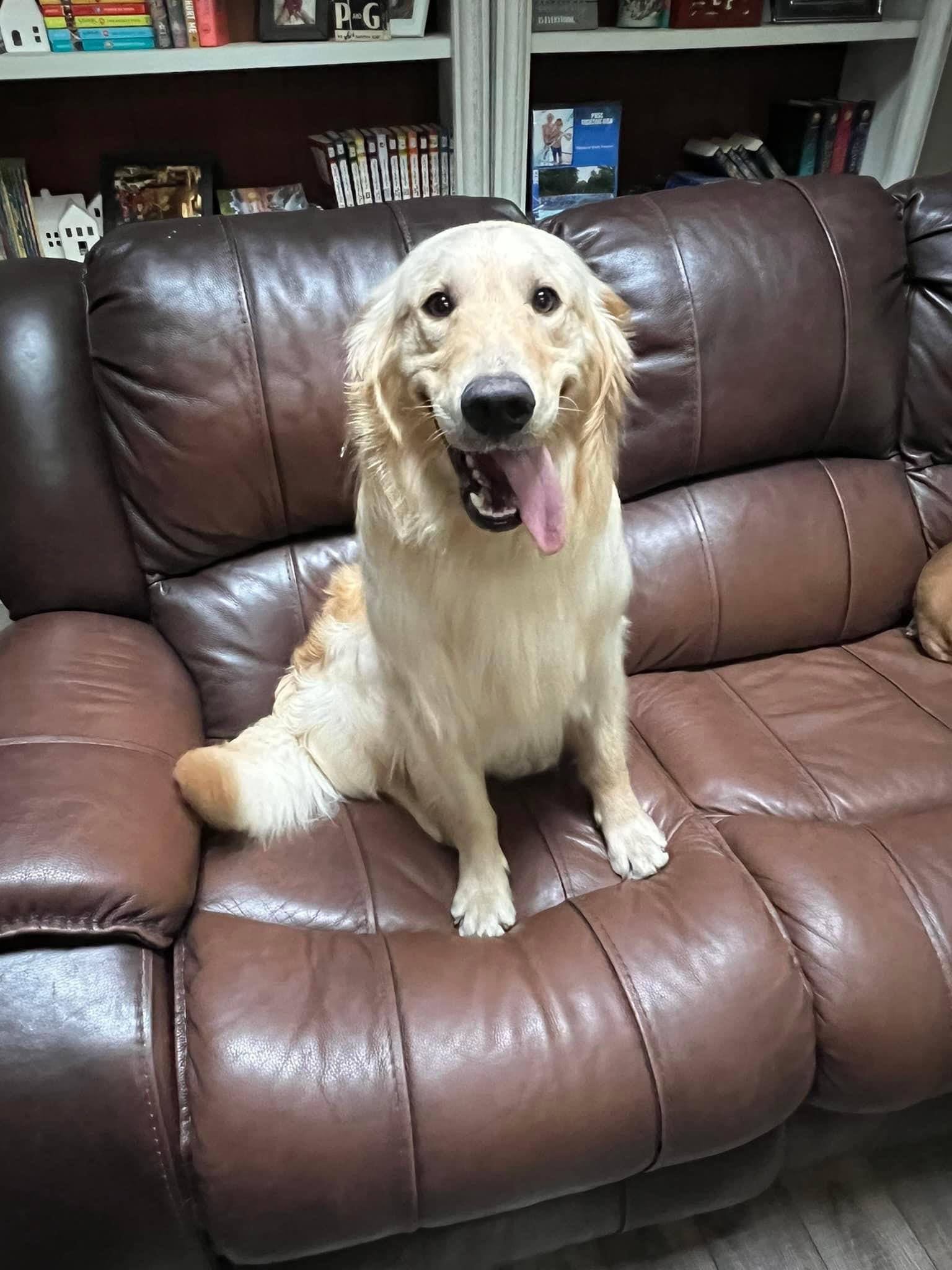 Dog for Adoption - Doug, a Golden Retriever in Cincinnati, OH | Alpha Paw