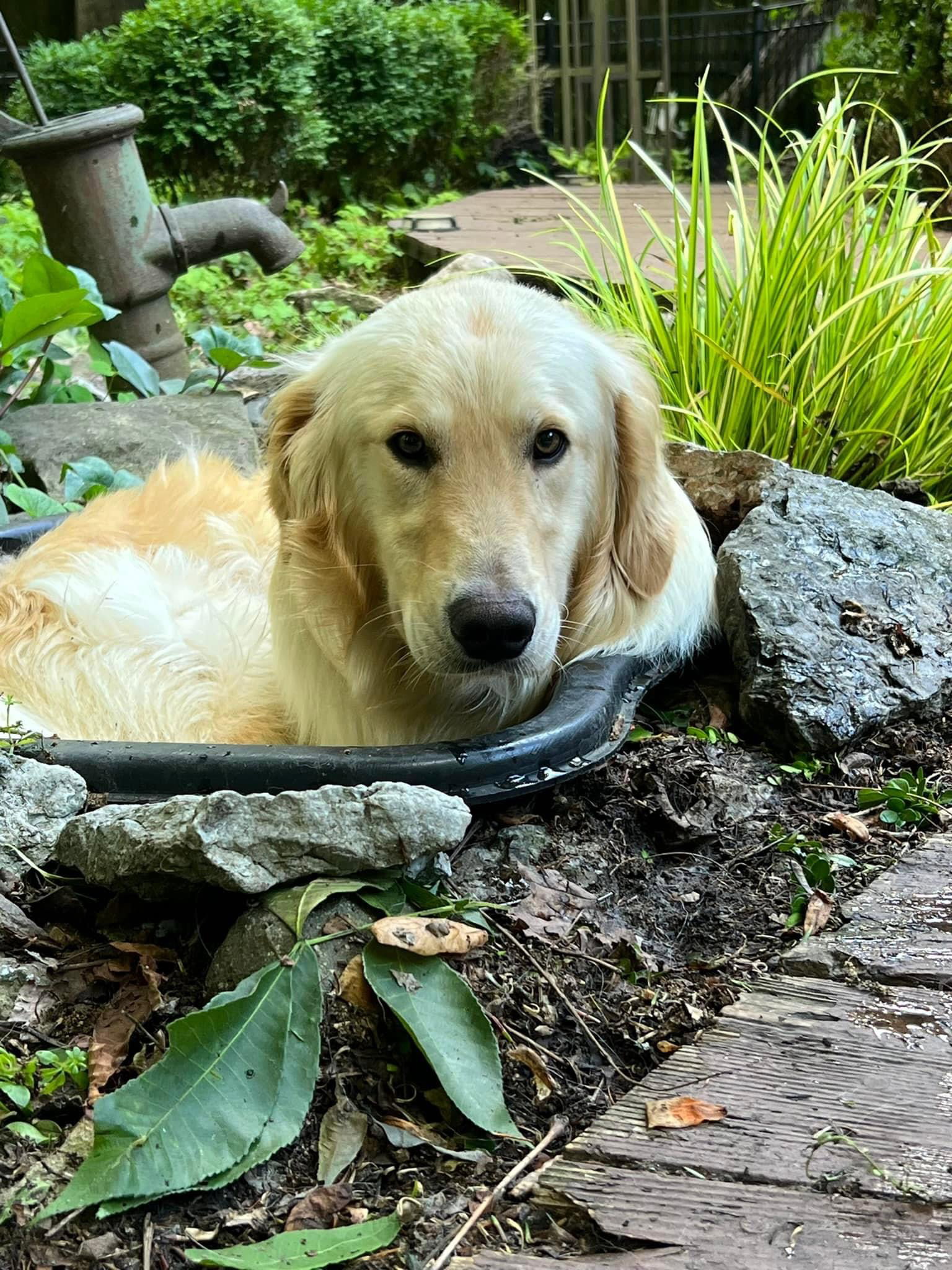 Dog for Adoption - Doug, a Golden Retriever in Cincinnati, OH | Alpha Paw