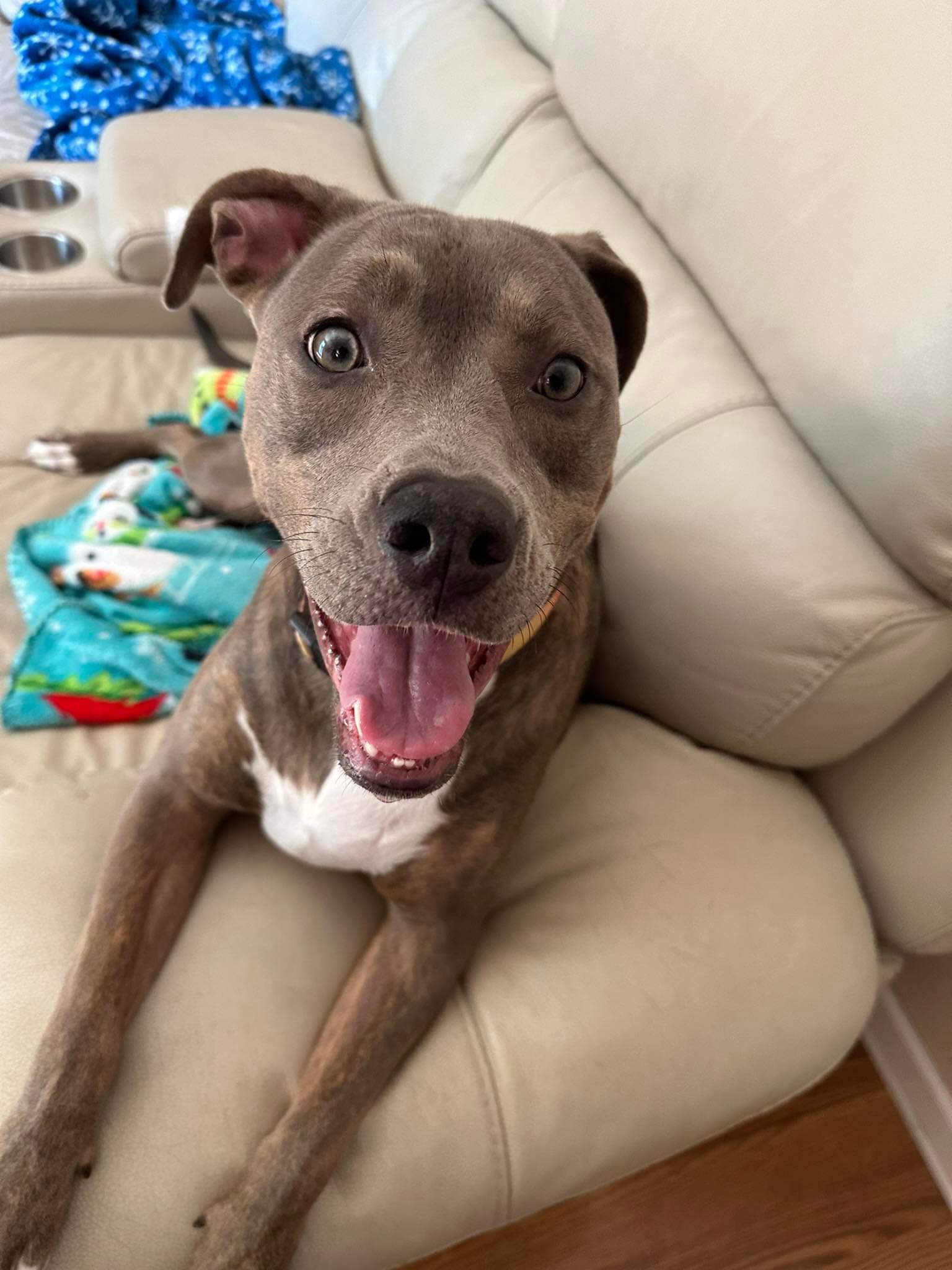 Dog for Adoption - Nova, a American Pit Bull Terrier in Piqua, OH ...