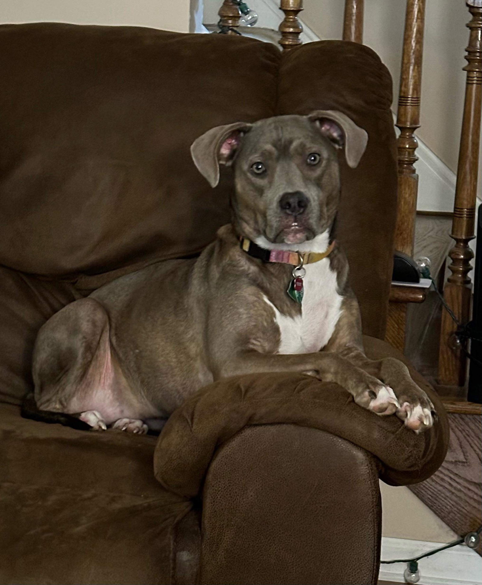 Dog for Adoption - Nova, a American Pit Bull Terrier in Dayton, OH ...