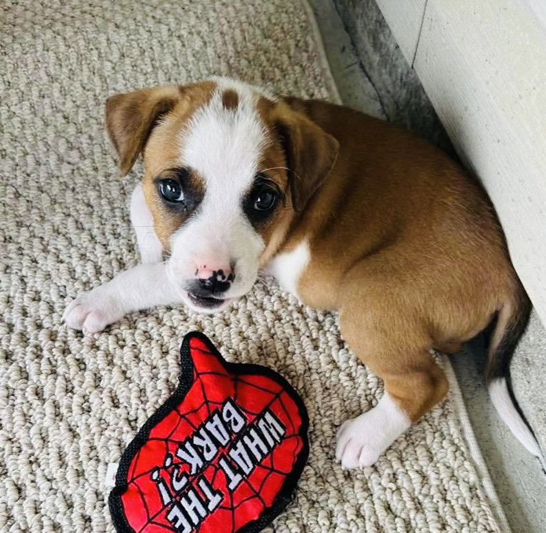 Dog for Adoption - Tina, a American Pit Bull Terrier in Cincinnati, OH ...