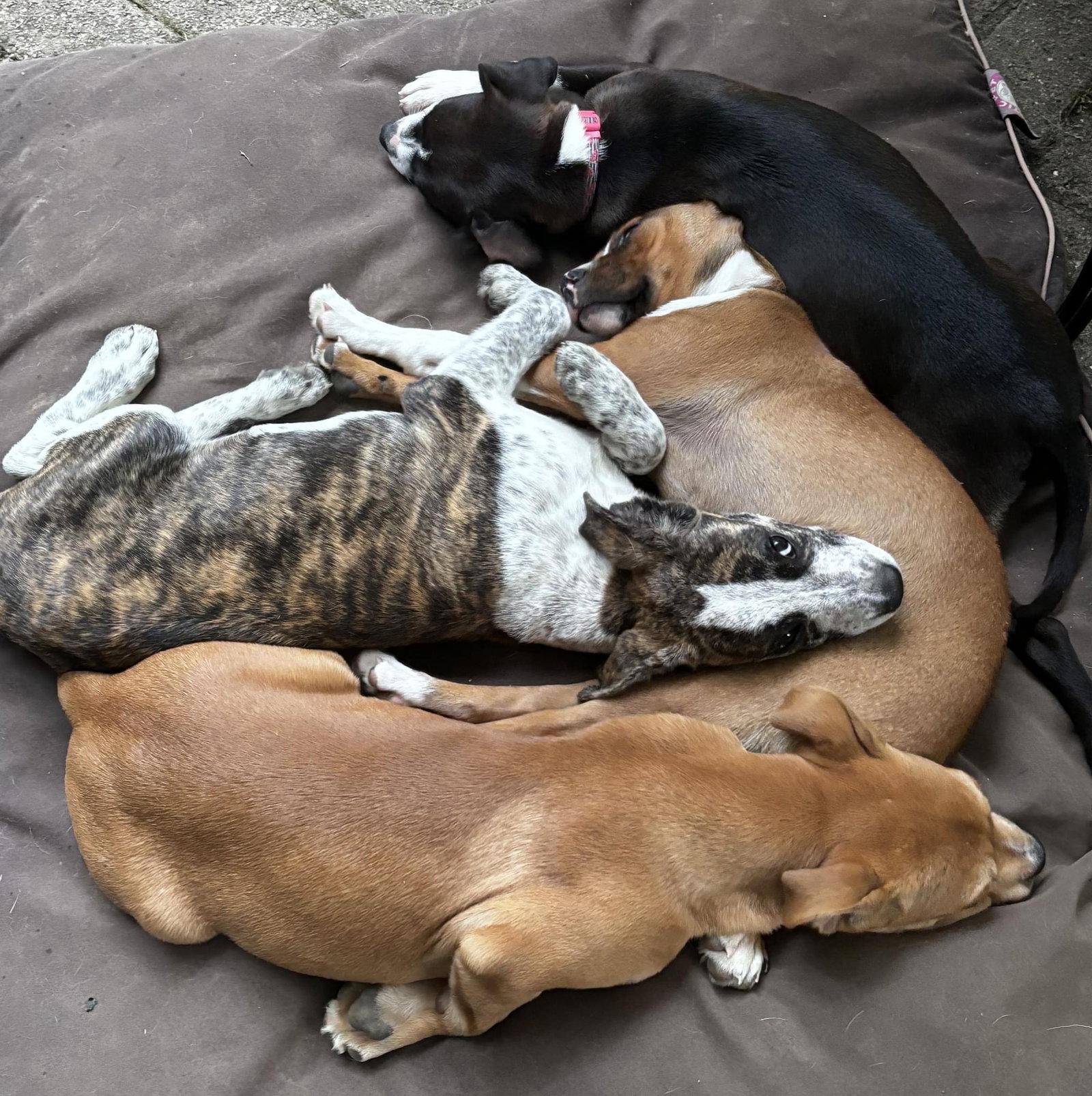 Dog for Adoption - Princess Penelope, a Terrier in Huber Heights, OH ...