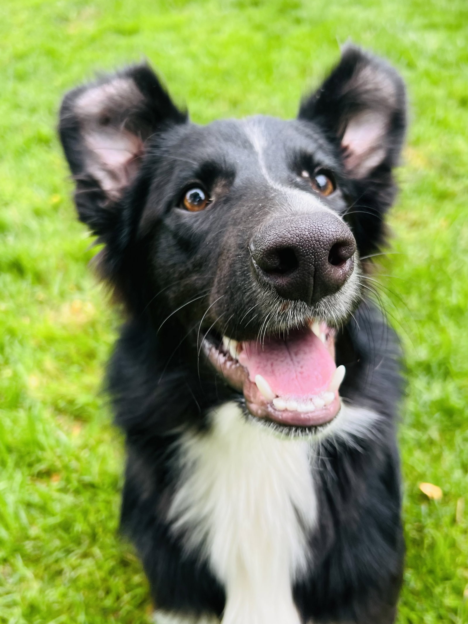 Dog for Adoption - Argos, a Border Collie in Franklin, OH | Alpha Paw