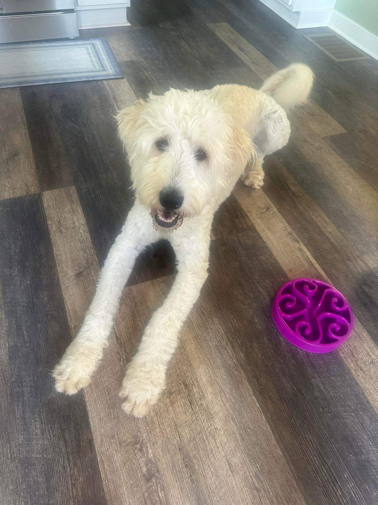 Dog for Adoption - Tia, a Golden Retriever in The Village Of Indian ...