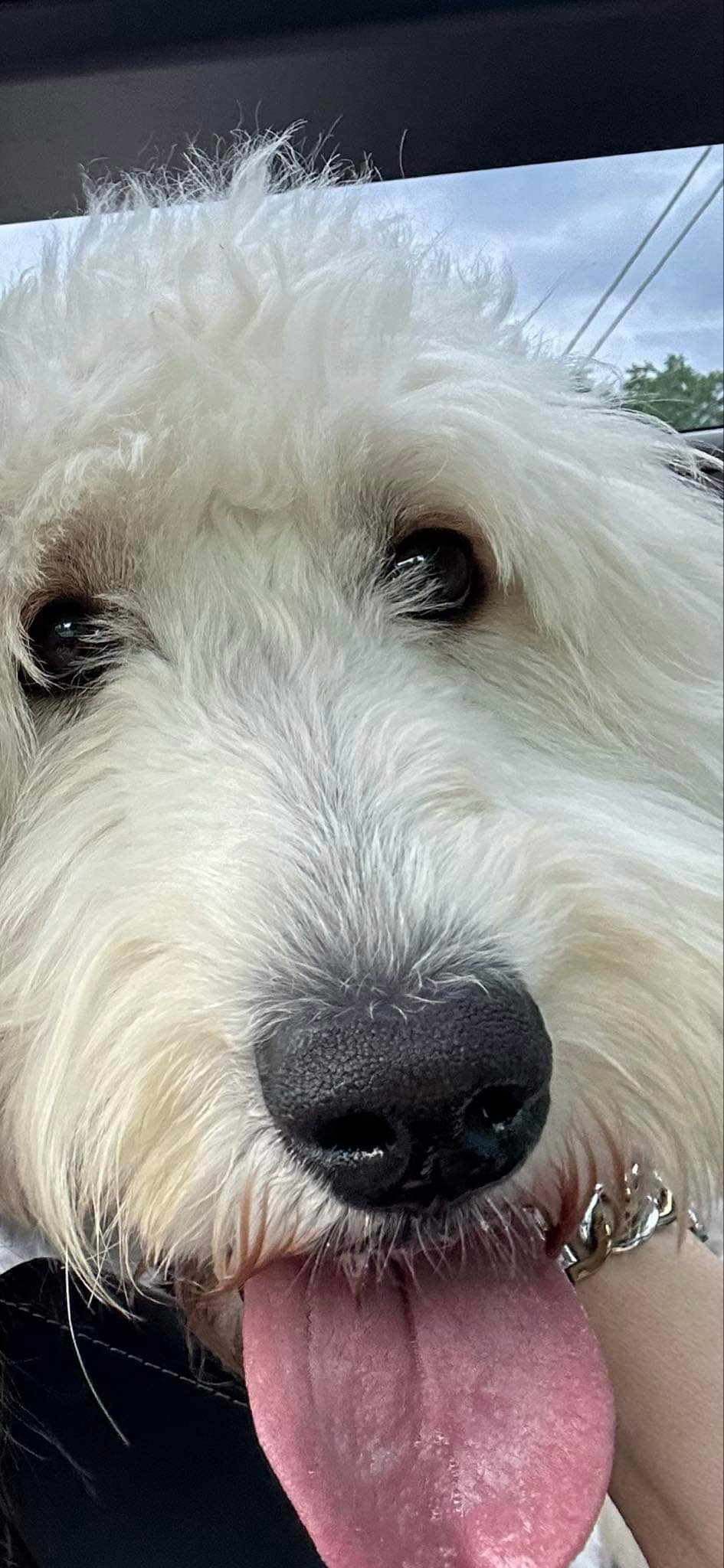Dog for Adoption - Tia, a Golden Retriever in The Village Of Indian ...